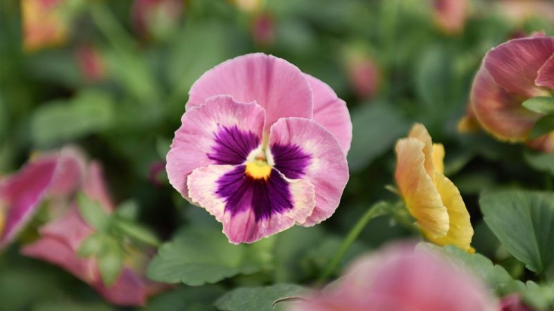 Fall Color With Pansies | Mulhall's